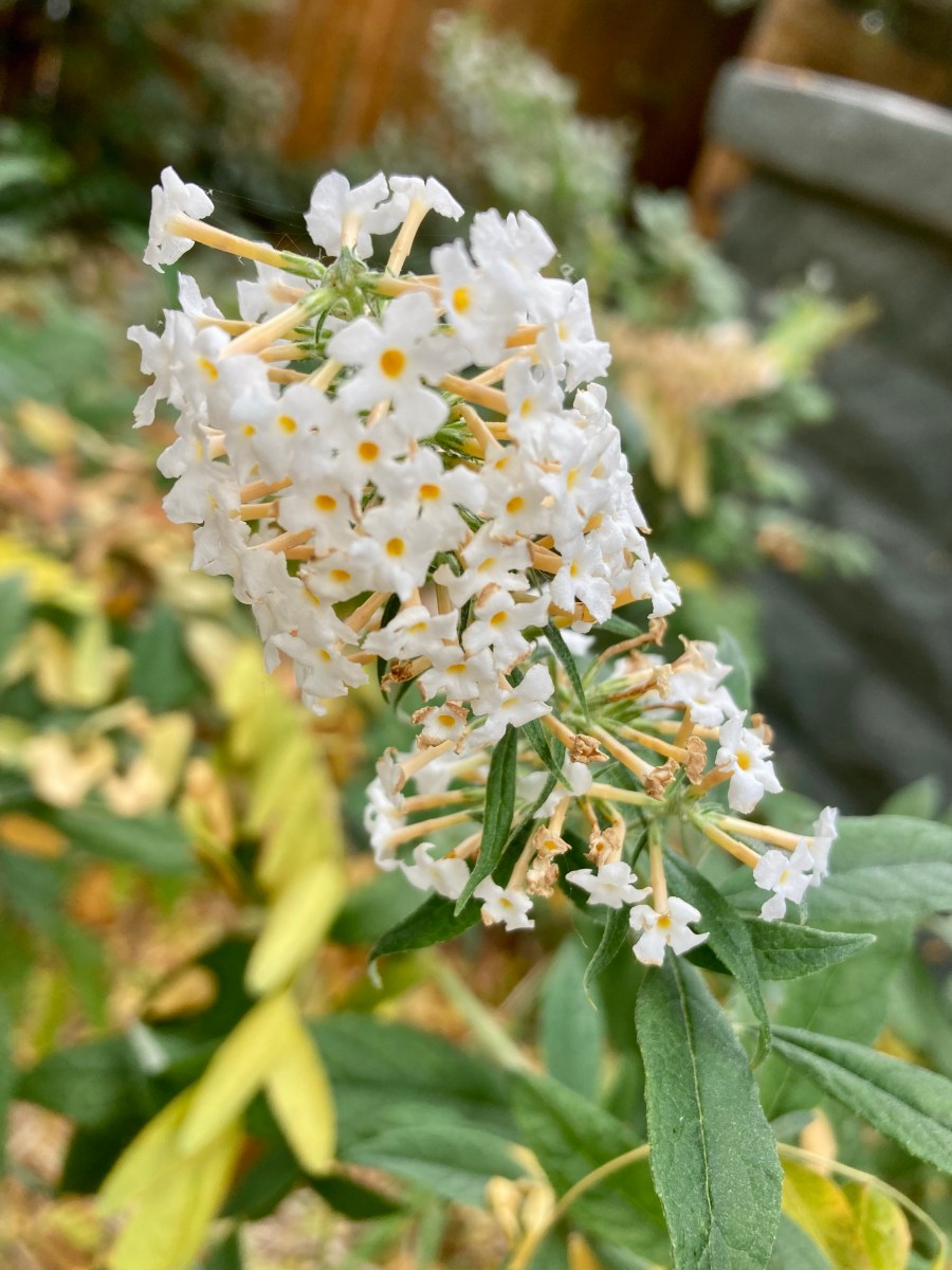 Son, to Part Shade – The More I Write